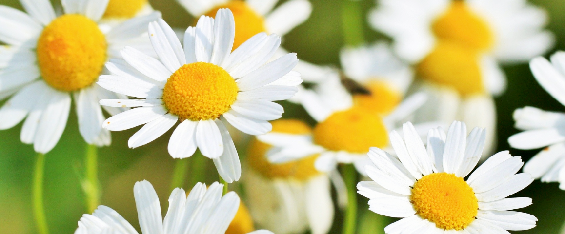 Kamille in hondenvoer: waar is het goed voor? | YOURDOG