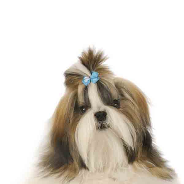 Beste voer Shih Tzu online kopen? | Yourdog